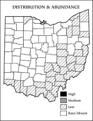 Ohio Birds and Biodiversity: Bobcat!