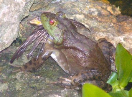 Frog Eating A Bird