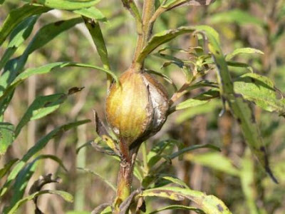 Ohio Birds and Biodiversity: Goldenrod Gall Fly