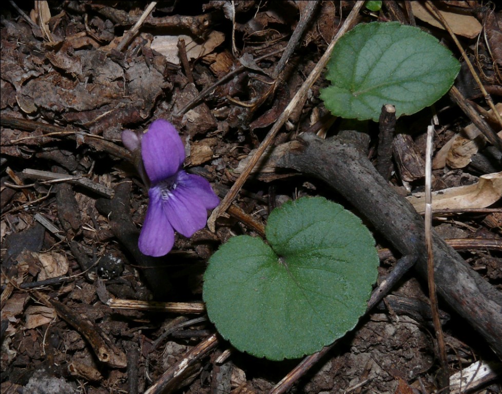 Ohio Birds and Biodiversity: A Feast of Violets