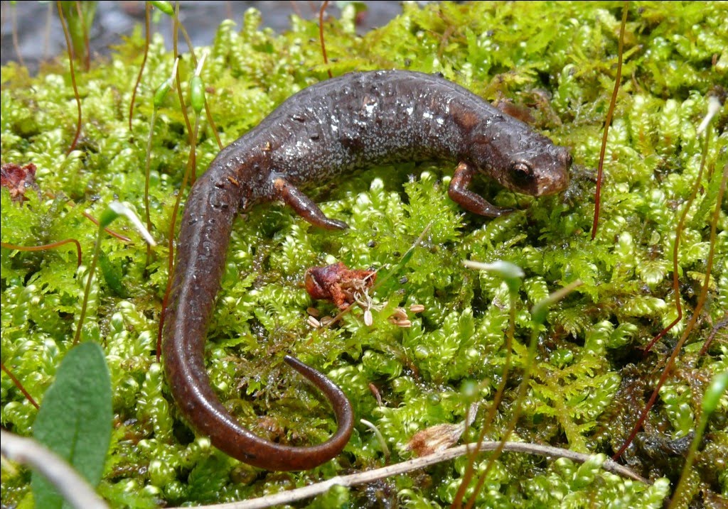 Ohio Birds and Biodiversity: Four-toed Salamander