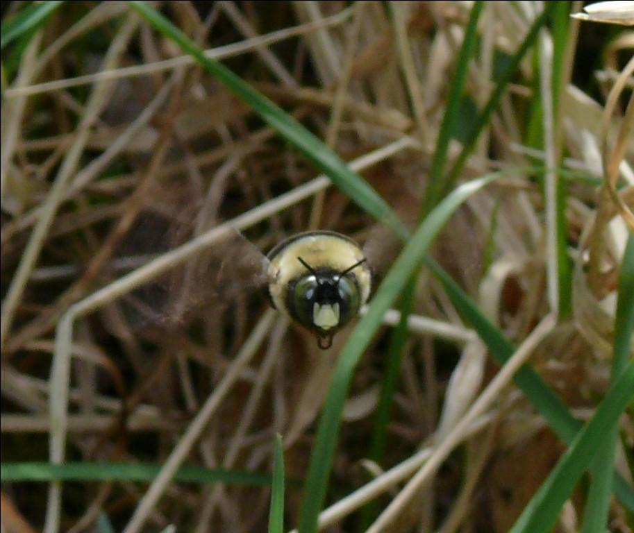 Ohio Birds and Biodiversity: Carpenter Bees