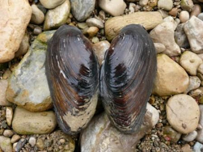 Ohio Birds and Biodiversity: Clams are more interesting than you might ...
