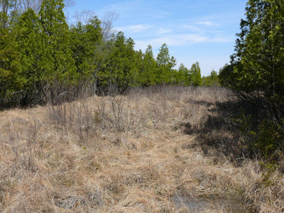 Ohio Birds and Biodiversity: Cedar Bog Open House