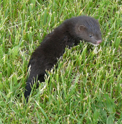 Ohio Birds and Biodiversity: Mink kit