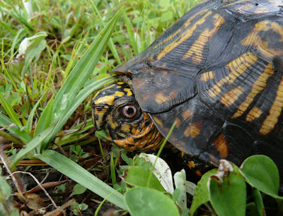 Ohio Birds and Biodiversity: Save a Turtle