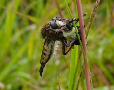 Ohio Birds and Biodiversity: Red-footed Cannibal Fly