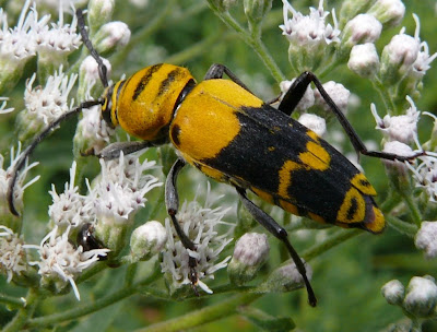 Ohio Birds and Biodiversity: A stinger and a looker