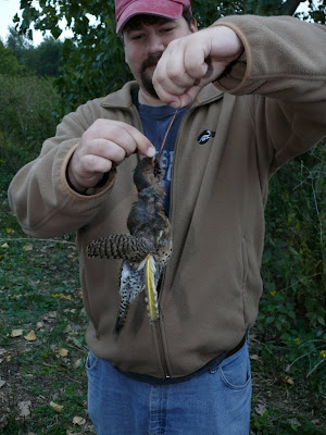 Ohio Birds and Biodiversity: Tongue of a flicker