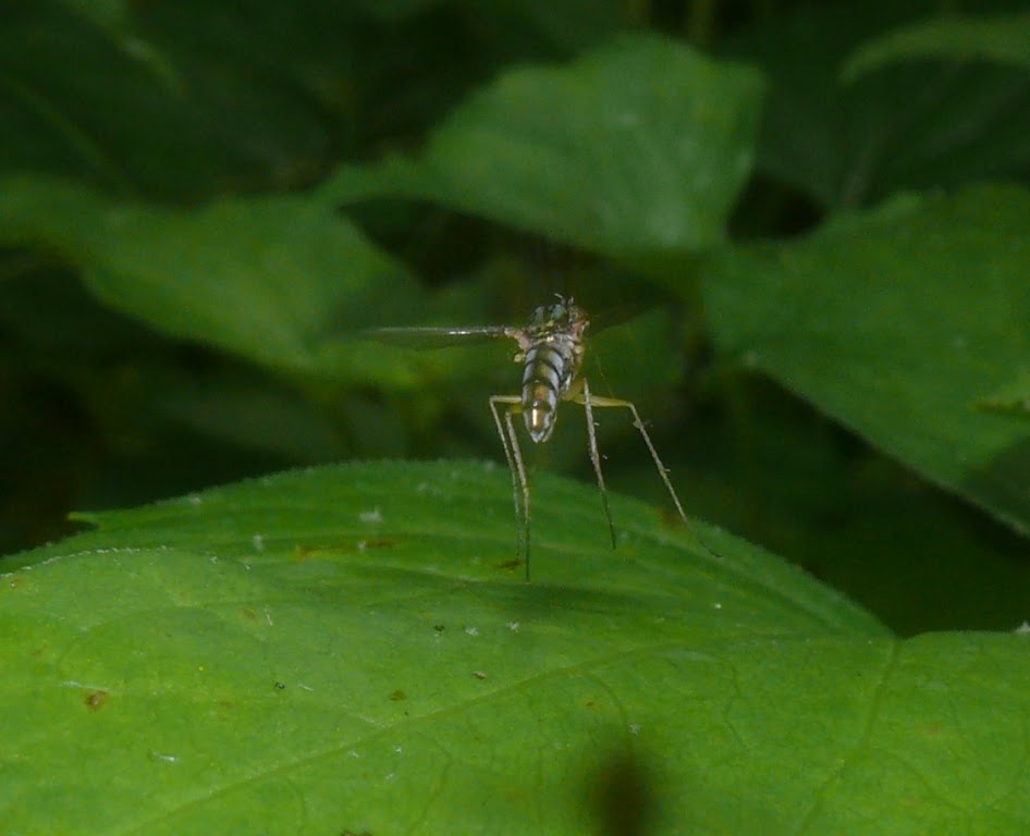 Ohio Birds and Biodiversity: The Wacky World of Flies