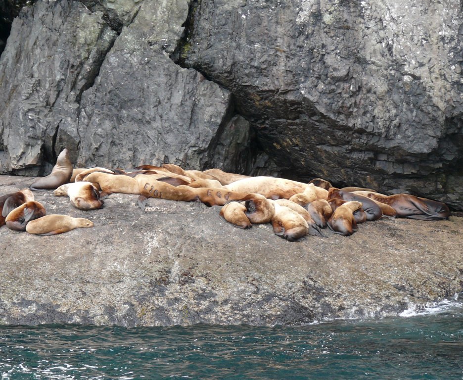 Ohio Birds and Biodiversity: Steller's Sea-lion