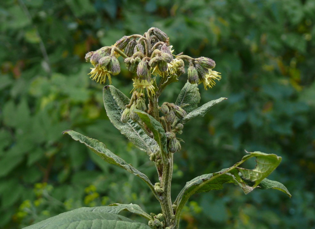 Ohio Birds and Biodiversity: Nodding Rattlesnake-root