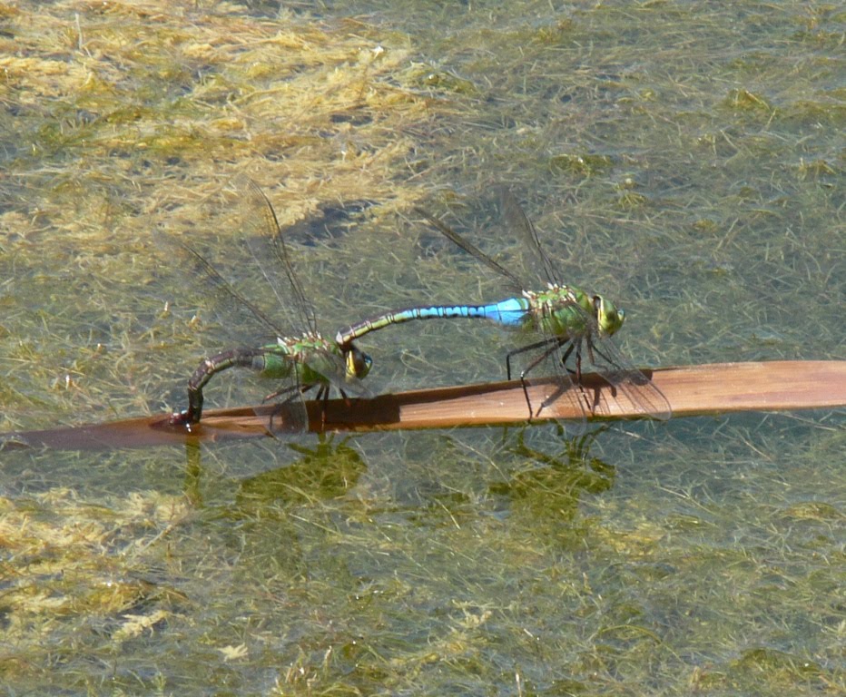 Ohio Birds and Biodiversity: Dragonfly invasion