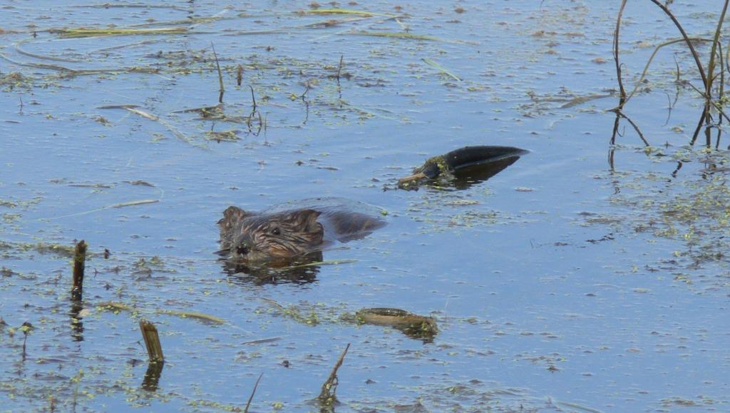 Ohio Birds and Biodiversity: Aqui-vole