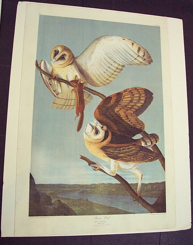 Ohio Birds and Biodiversity: World's most expensive book about birds