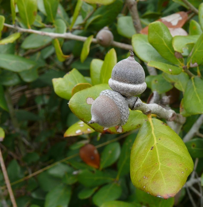 Ohio Birds and Biodiversity: January 2011