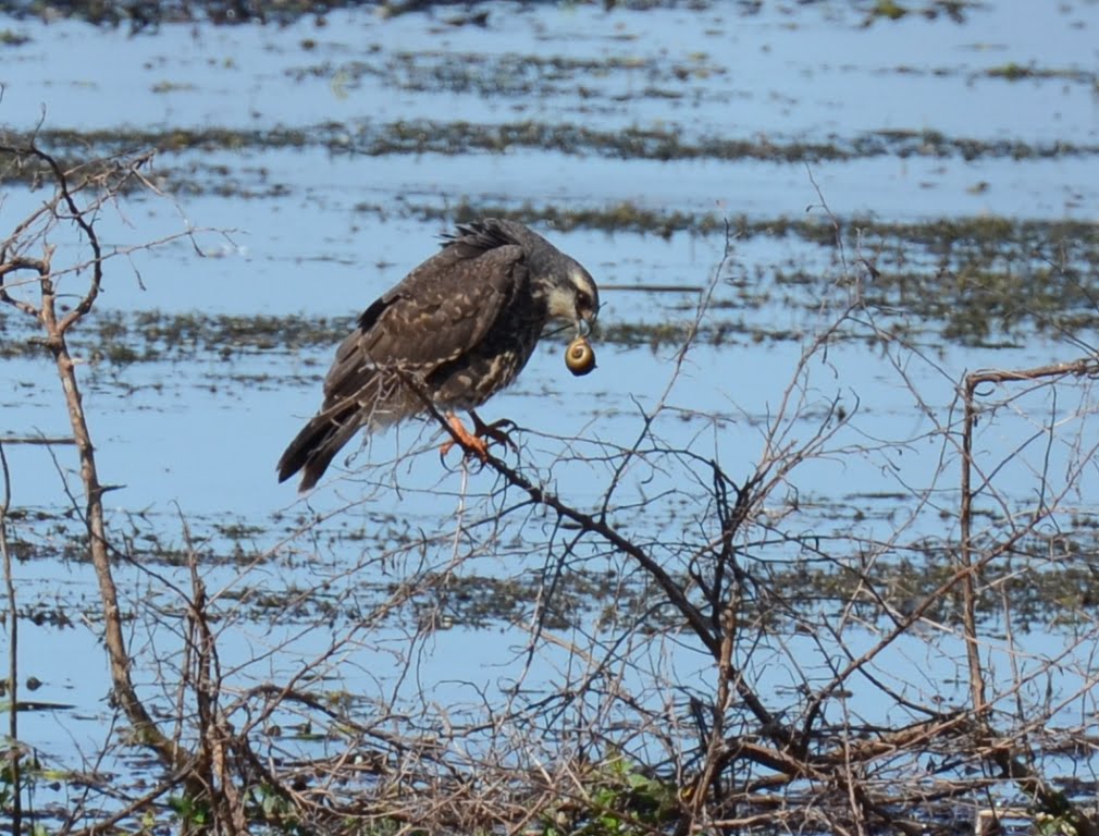 Ohio Birds and Biodiversity: Florida Snails