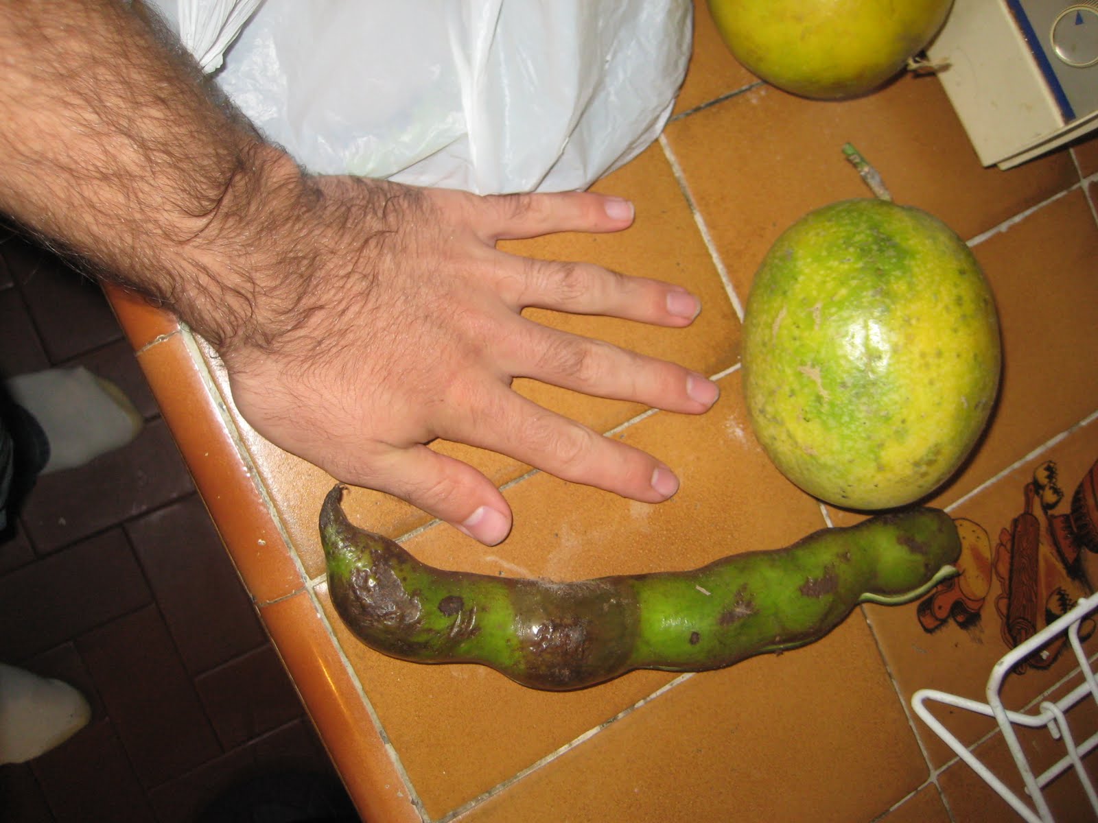 Agrarian Ideas for a Developing World: Balú or Chachafruto