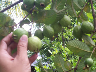 My view from the top of the world...: Tiny, sweet, native bayabas