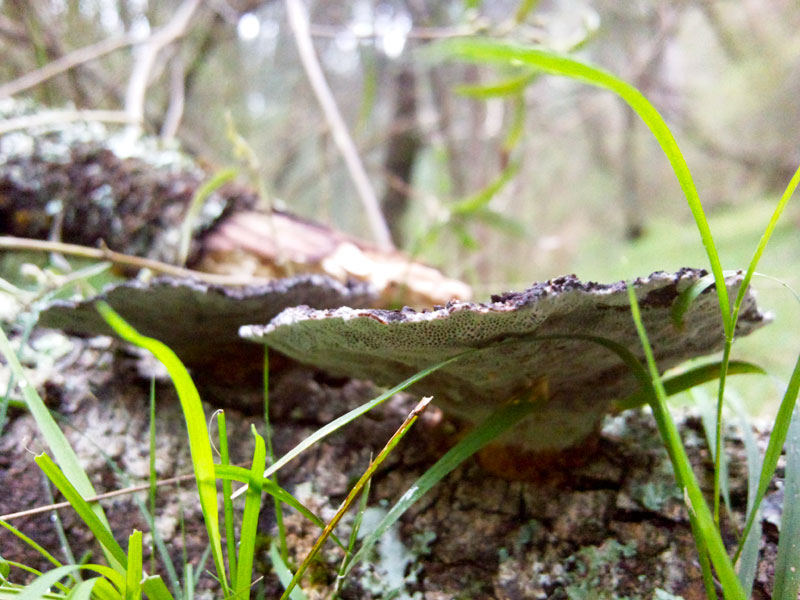 AWOL Monk: forest foragers