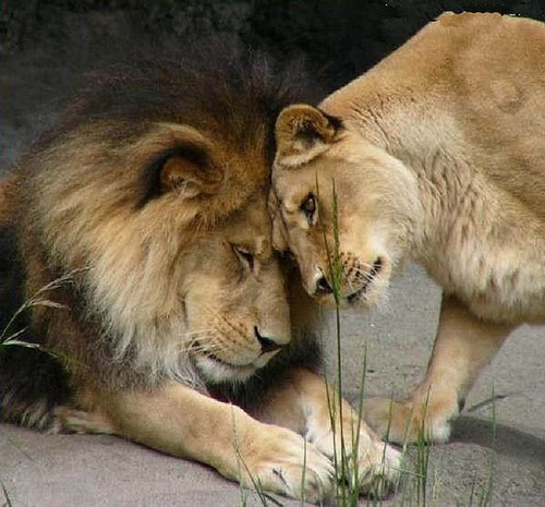 Leon y leona amor - Imagui