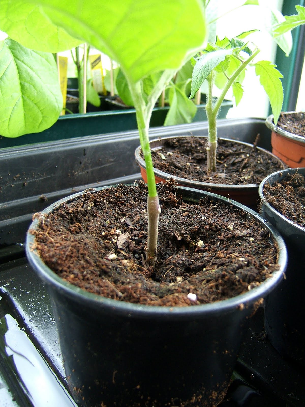 PASSION TOMATES: Greffe de tomates, poivron et aubergine