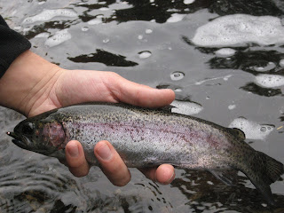 Square-Tail Anglers Guide Service: Isinglass River - 10/30/09