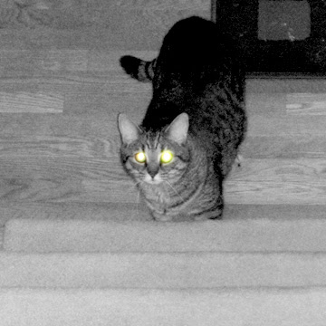 The Cat's Pajamas: Tapetum Lucidum