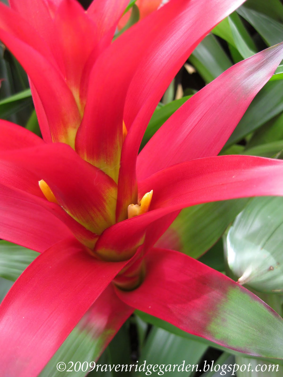 Raven Ridge Gardens: Ruby Tuesday - Ruby Bromeliad