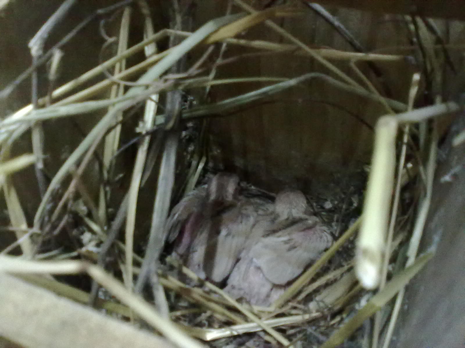 Exóticos do Luís - Braga: Primeiros pardais de java época 2010/2011