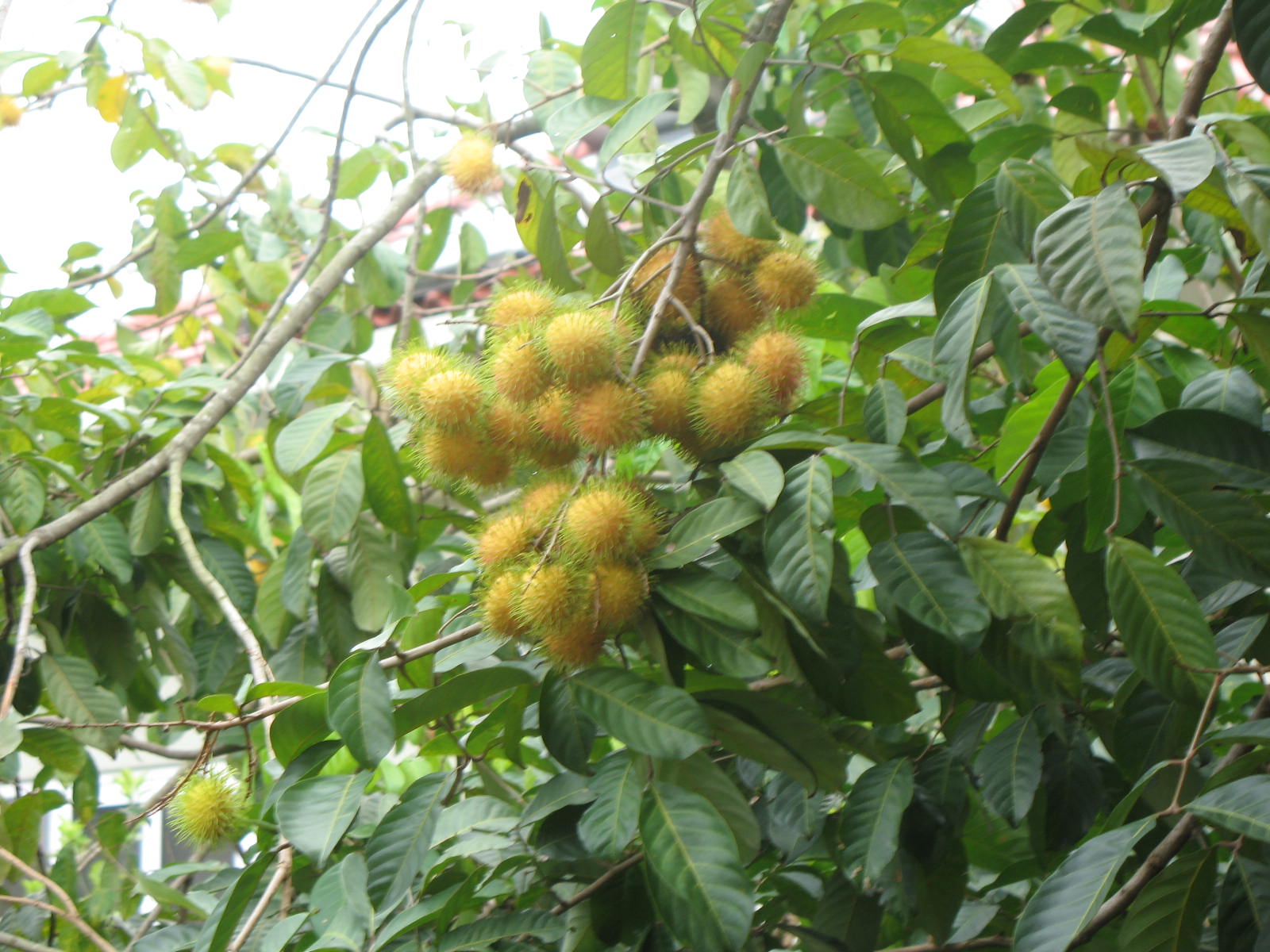 ALUNAN SUARA PENA: BUAH RAMBUTAN POKOK SENDIRI