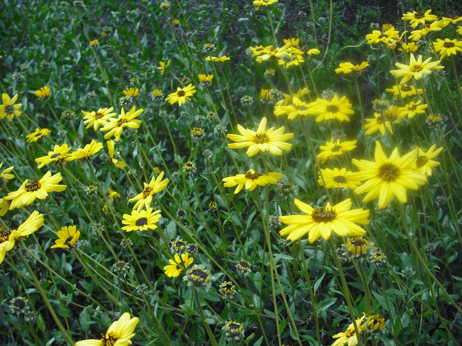 California Horticulture: Brush Sunflower