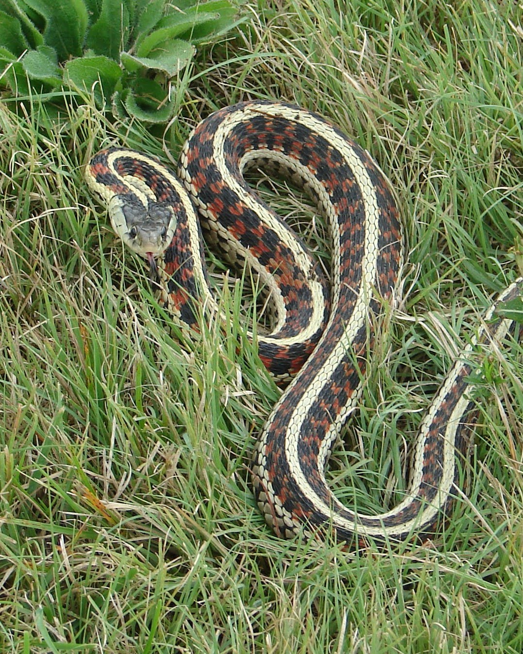 Garden Musings: Why'd it have to be snakes?