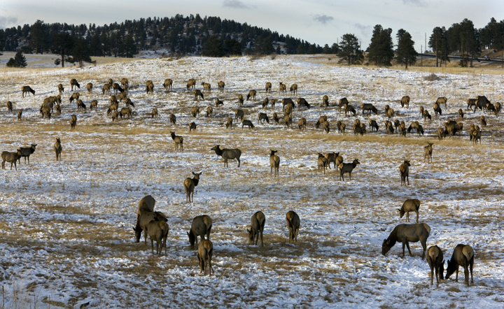 Ken Papaleo: X Marks the Shot: Elk Meadow Park, Evergreen, Colorado.