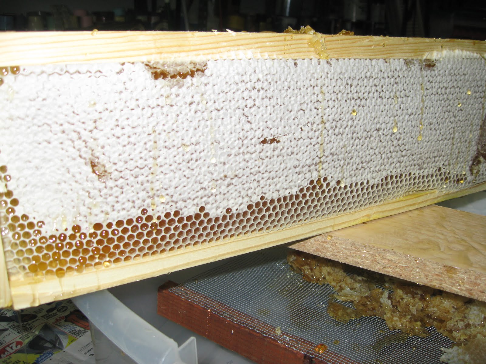 HomeGrown Bees: Winter's Honey Extraction and More