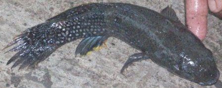 Ekowisata Mangrove Bedul Taman Nasional Alas Purwo: Ikan bedul