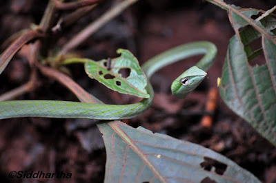 Simply Siddhartha: Reptiles in Dandeli Anshi Tiger reserve: