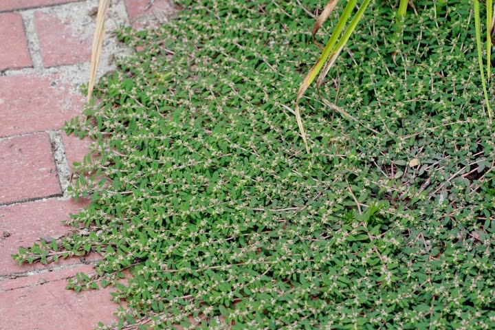 The Clueless Gardeners A Garden Blog Spotted Spurge
