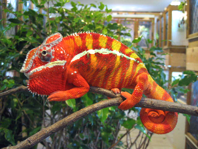 Animal Picture: Panther chameleon