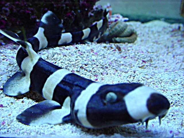 Animal World of Water: Black Banded Cat Shark