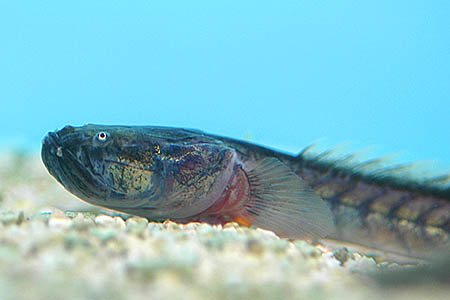 Animal Picture: Dragonfish