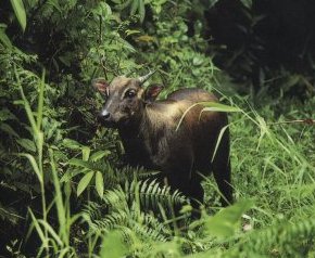 Animal Picture: Anoa