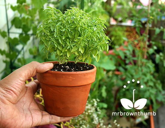 Growing Basil, Mini, "Windowbox" : MrBrownThumb