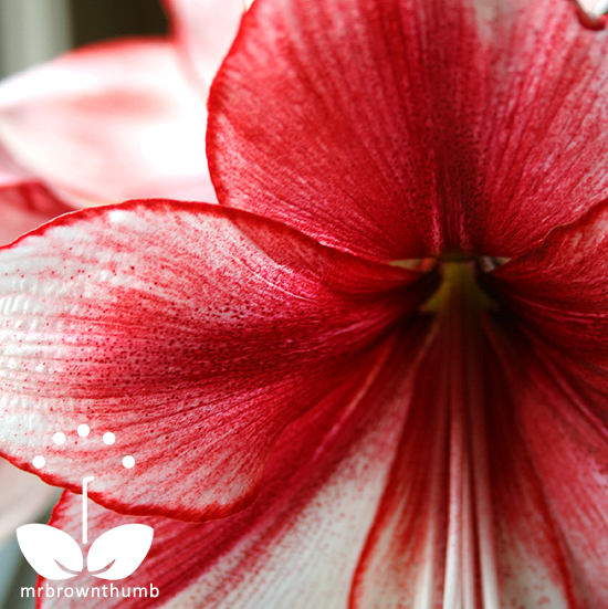 Amaryllis 'Charisma' Hippeastrum : MrBrownThumb