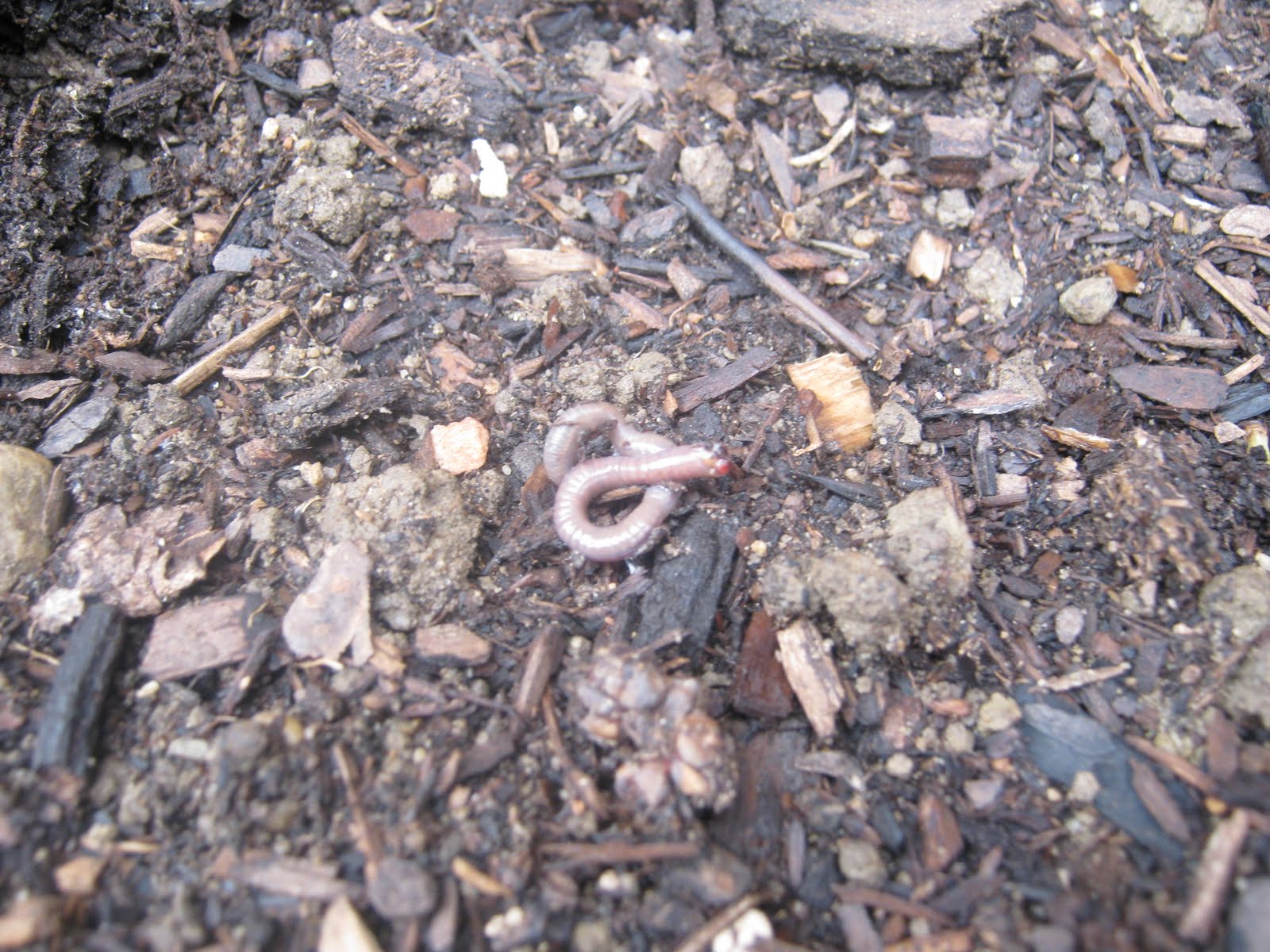 Howell Happenings: The Story of Wormie