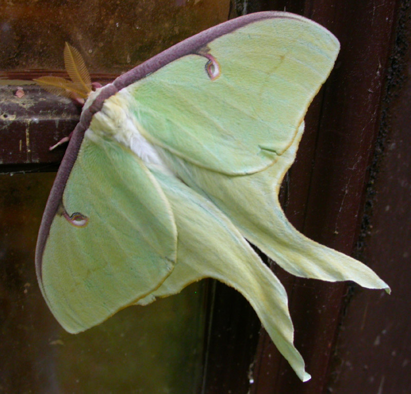 Squirrel's View: Green Moths