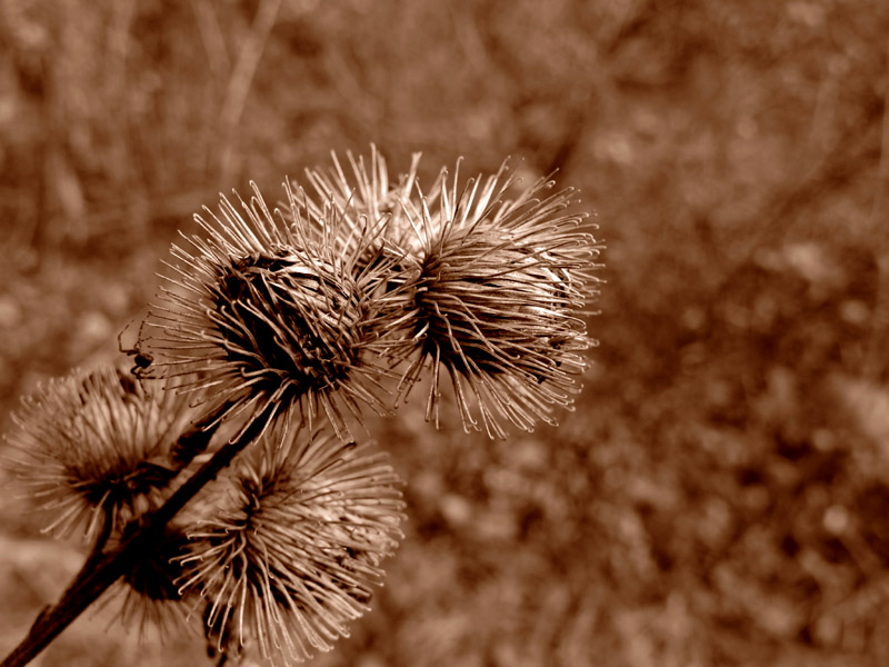 Squirrel's View: Natures velcro