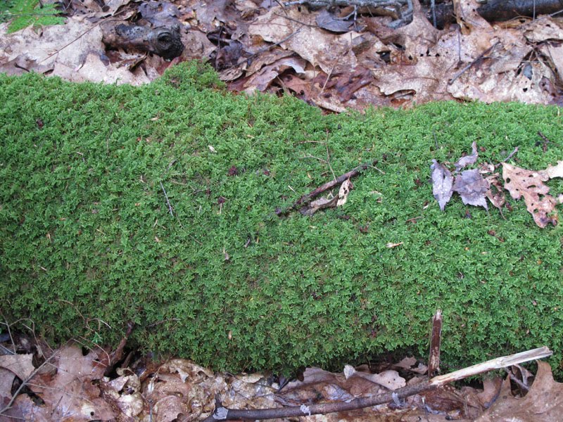 Squirrel's View: Moss at Cathedral State Park and the surrounding area