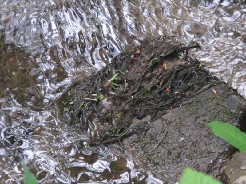 Squirrel's View: Moss at Cathedral State Park and the surrounding area