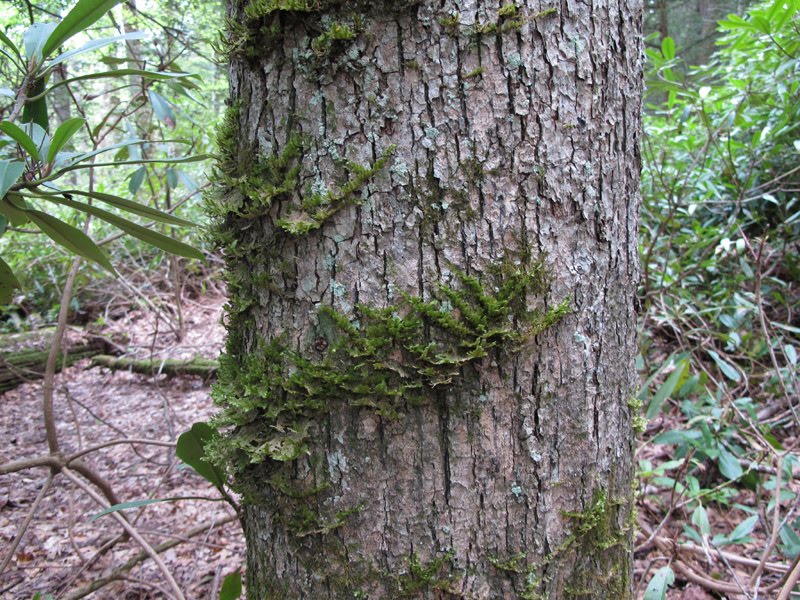 Squirrel's View: Moss at Cathedral State Park and the surrounding area